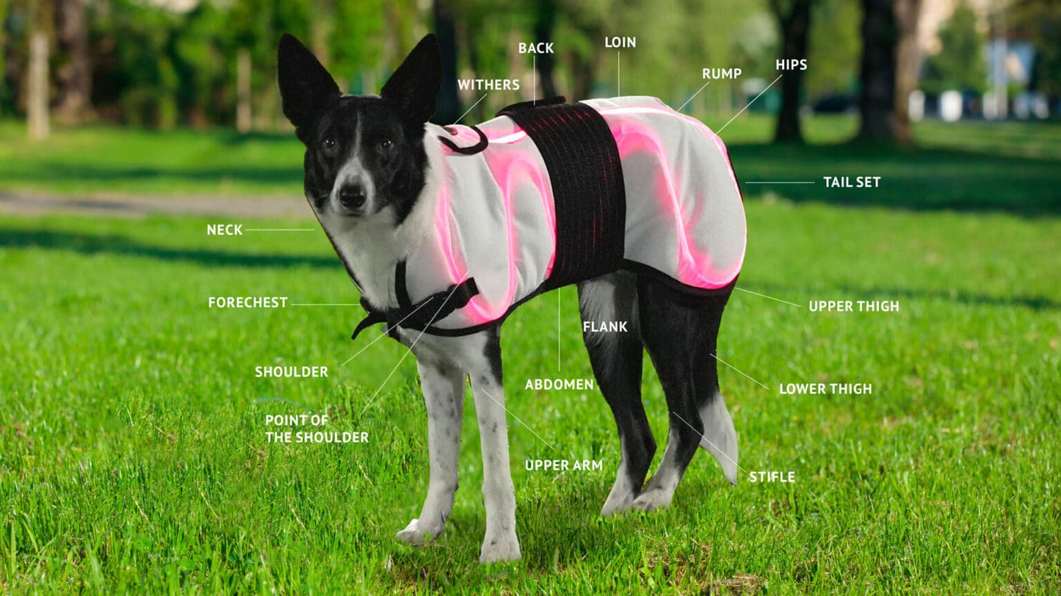 LASERwrap® Dog Coat - Spectra Therapy LASERwrap